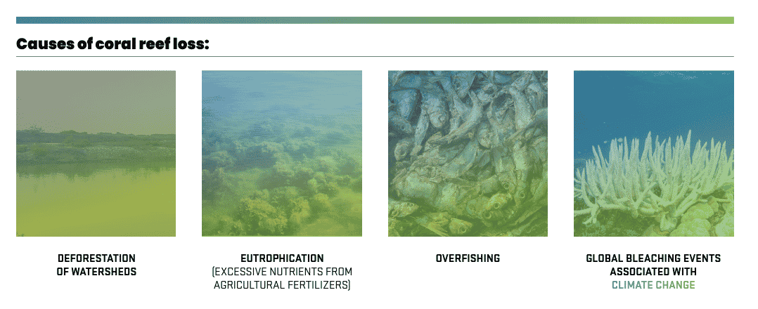 Securing a future for coral reefs - FII Institute Site